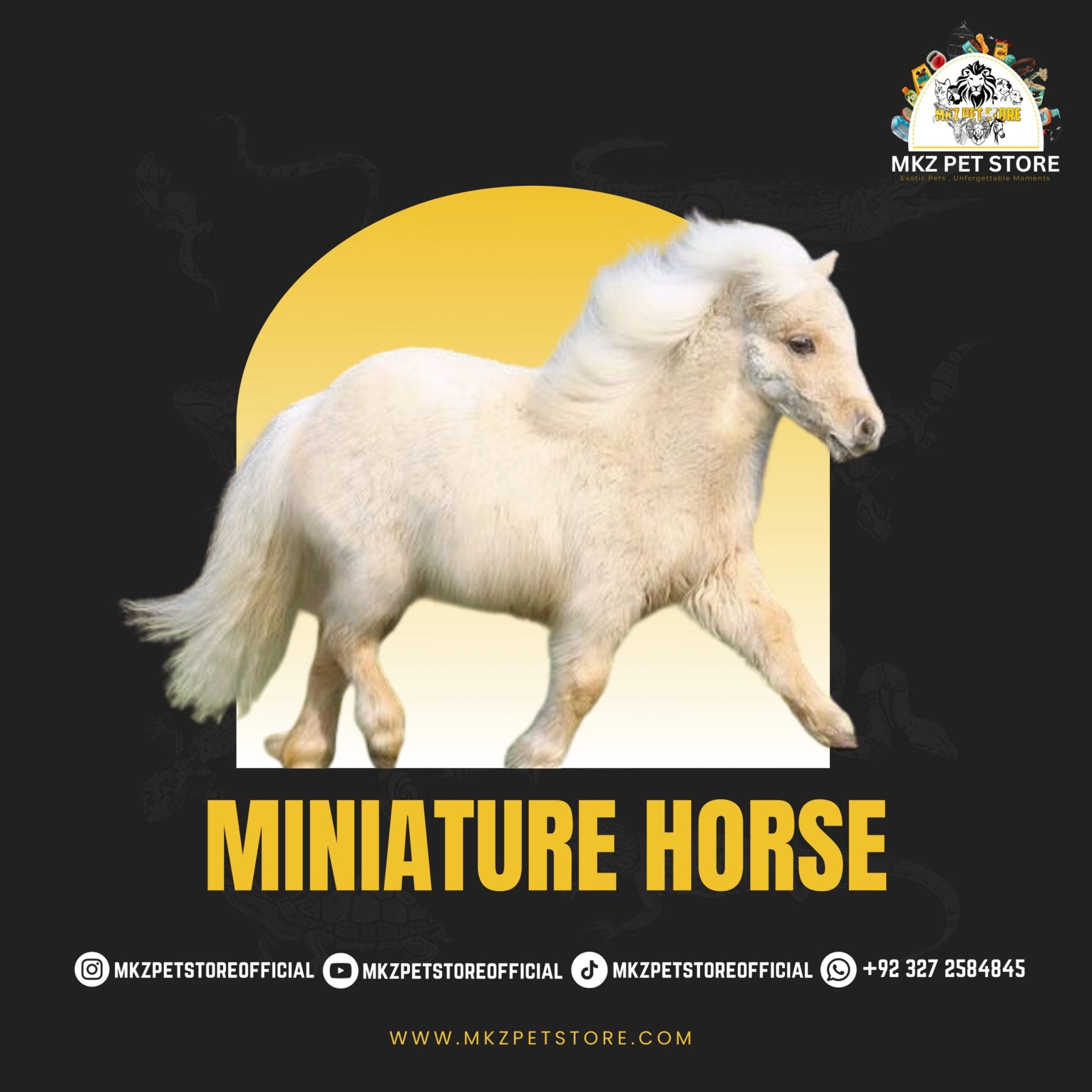 Miniature Horse – MKZ PET STORE