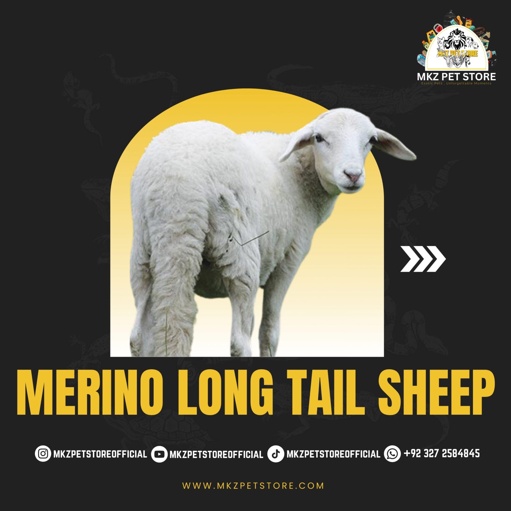 Merino Long Tail Sheep – MKZ PET STORE